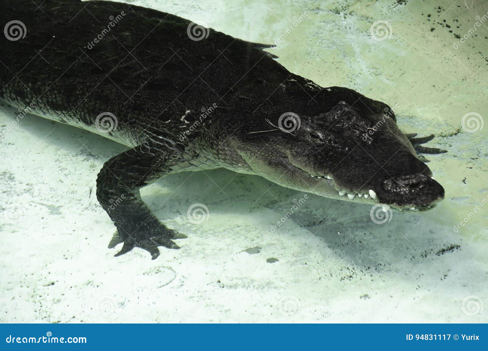Crocodile stock image. Image of predator, eyes, meditating - 94831117