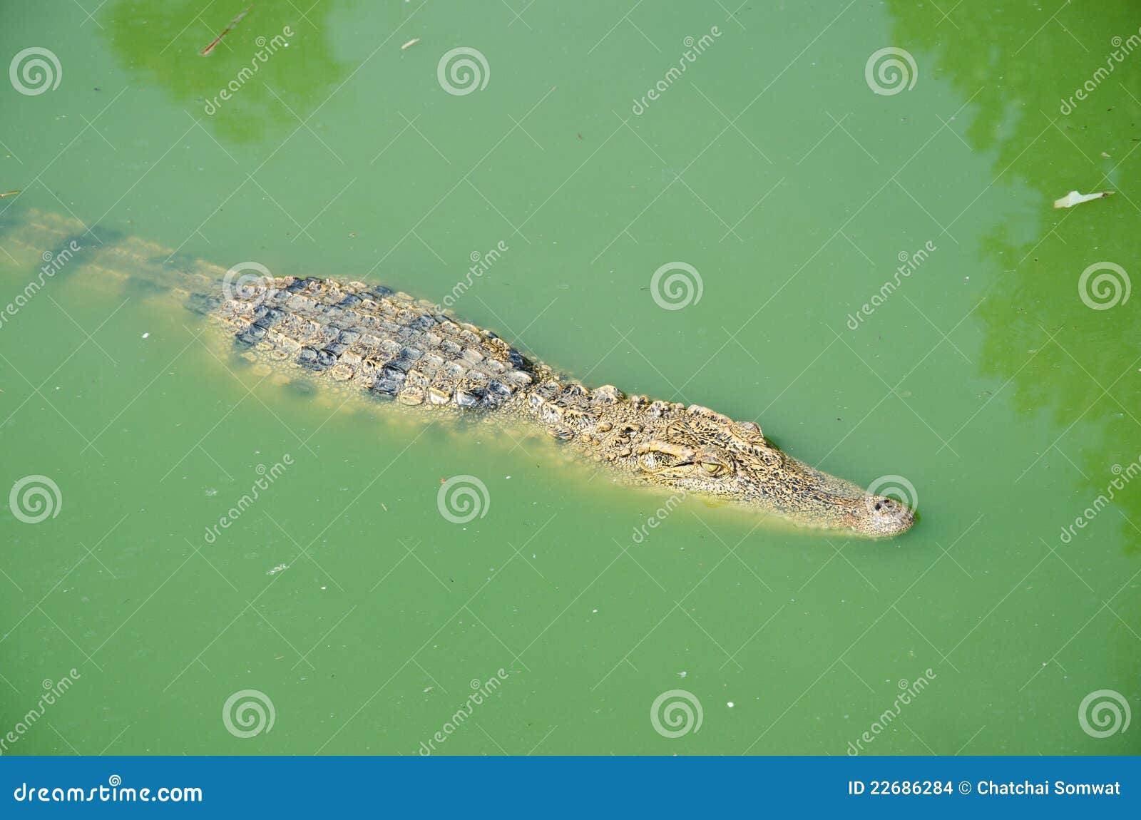 Crocodile in pond stock photo. Image of powerful, detail - 22686284