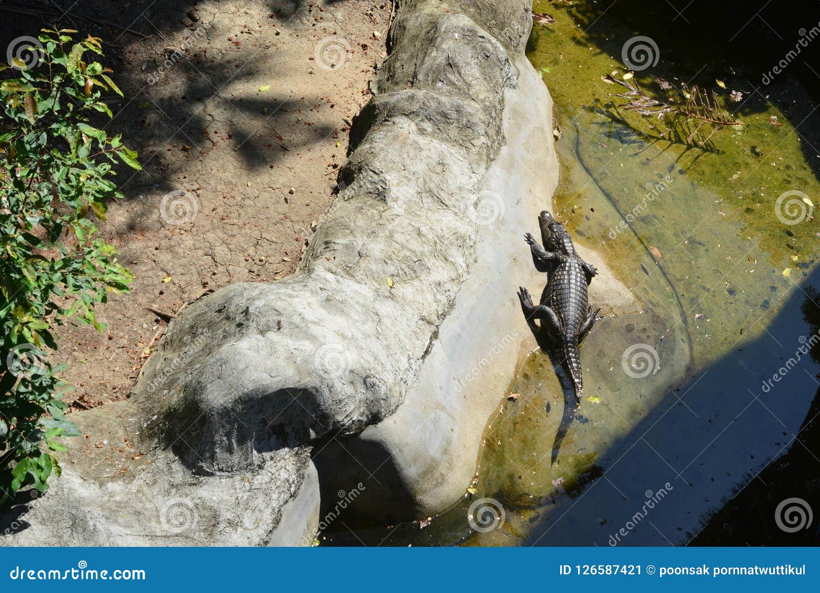 Crocodile in the pond stock image. Image of mouth, depth - 126587421