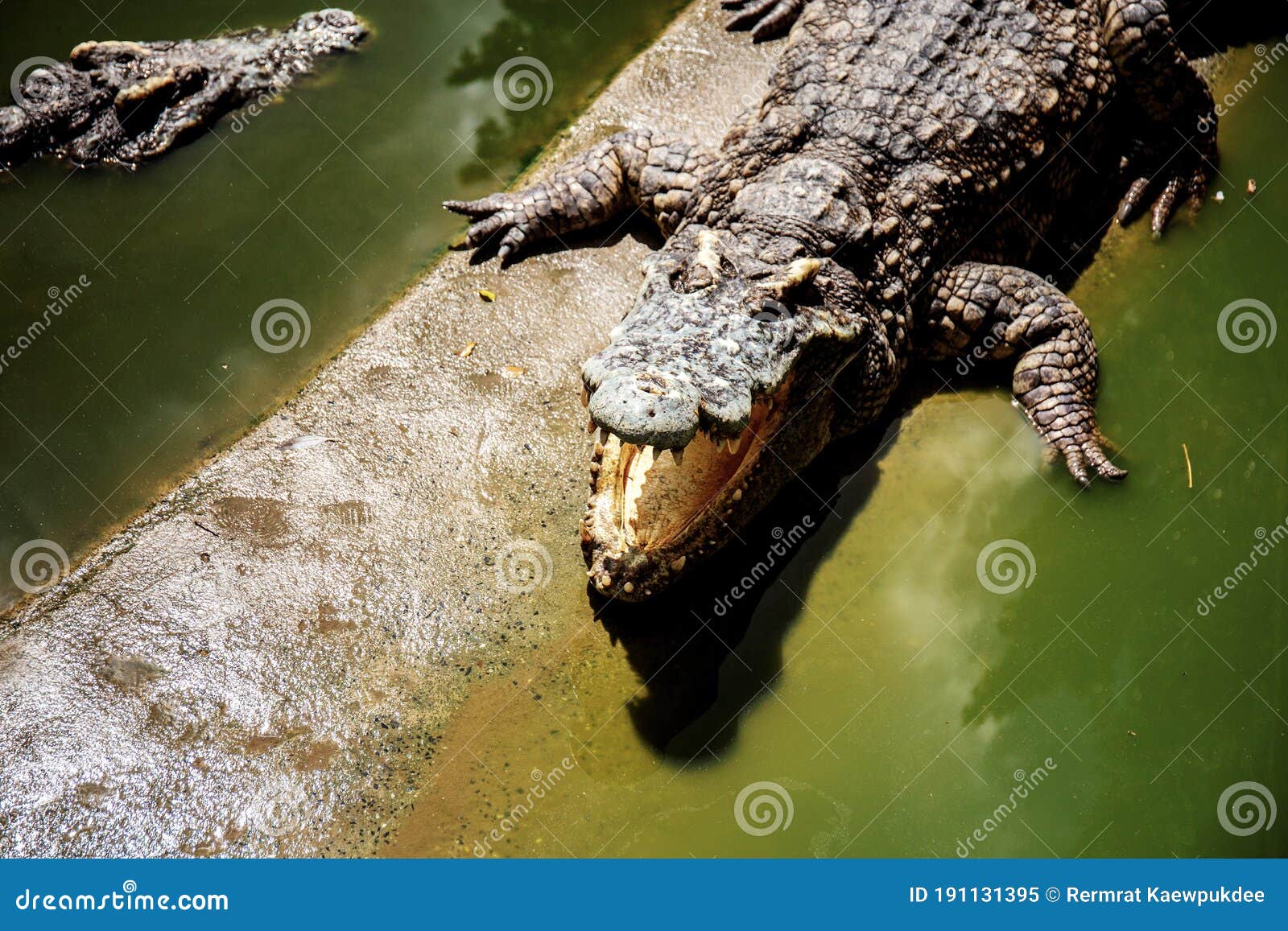 Crocodile in pond stock image. Image of animal, thai - 191131395