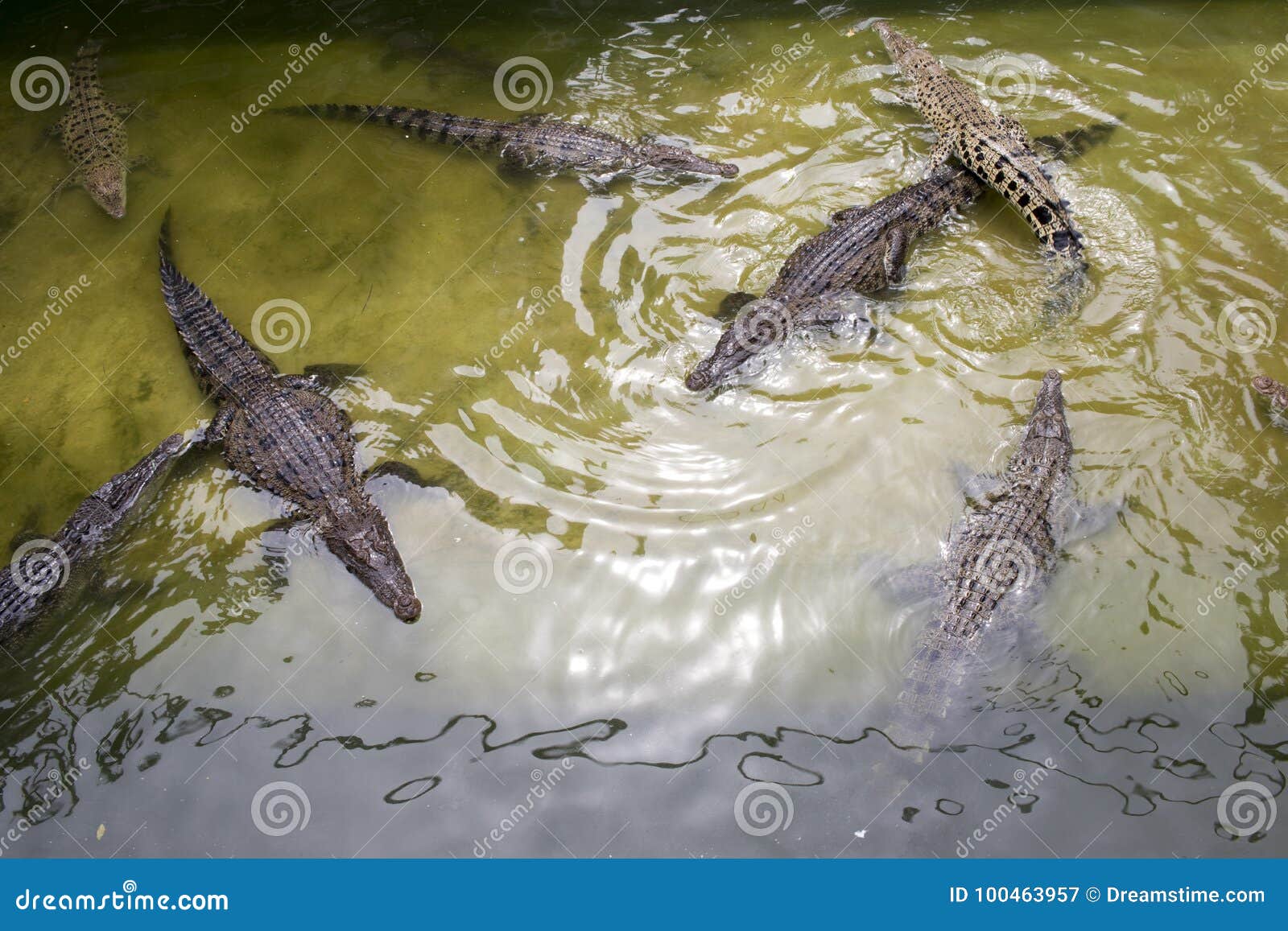 The Crocodile in Pond is Swimming Stock Image - Image of swimming ...