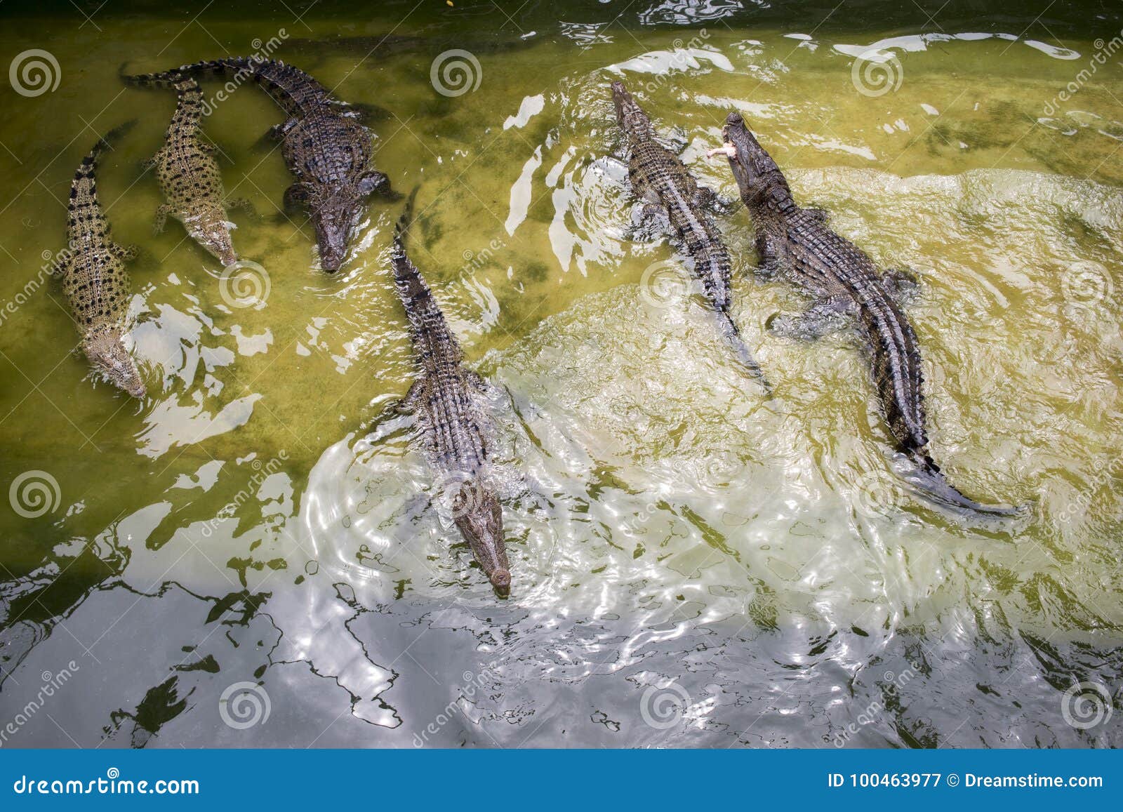 The Crocodile in Pond is Swimming Stock Image - Image of crocodile ...