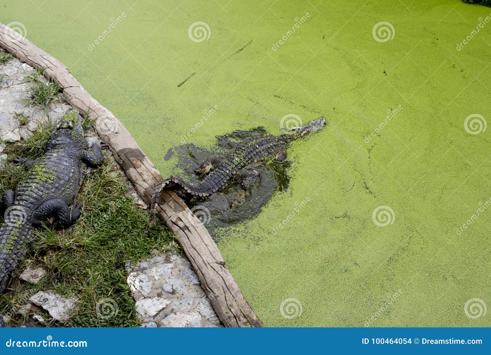 The Crocodile in Pond is Swimming Stock Photo - Image of predator ...