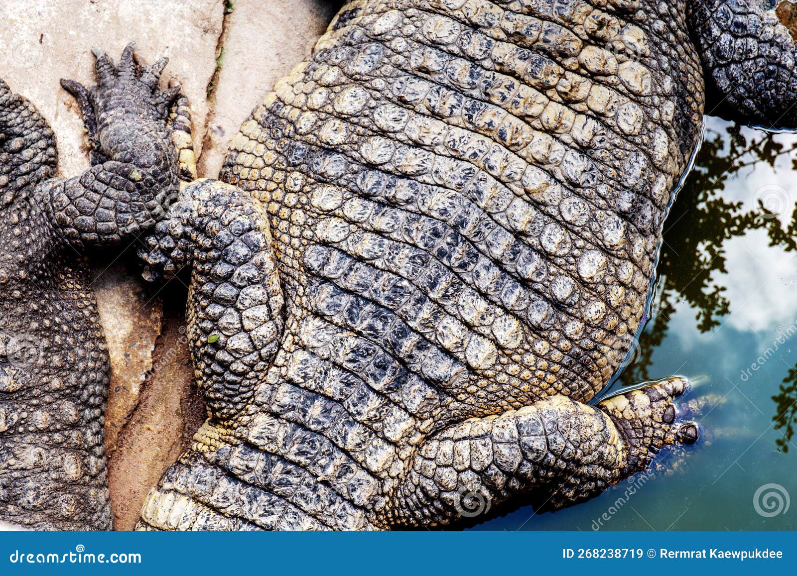 Crocodile with texture stock image. Image of surface - 268238719