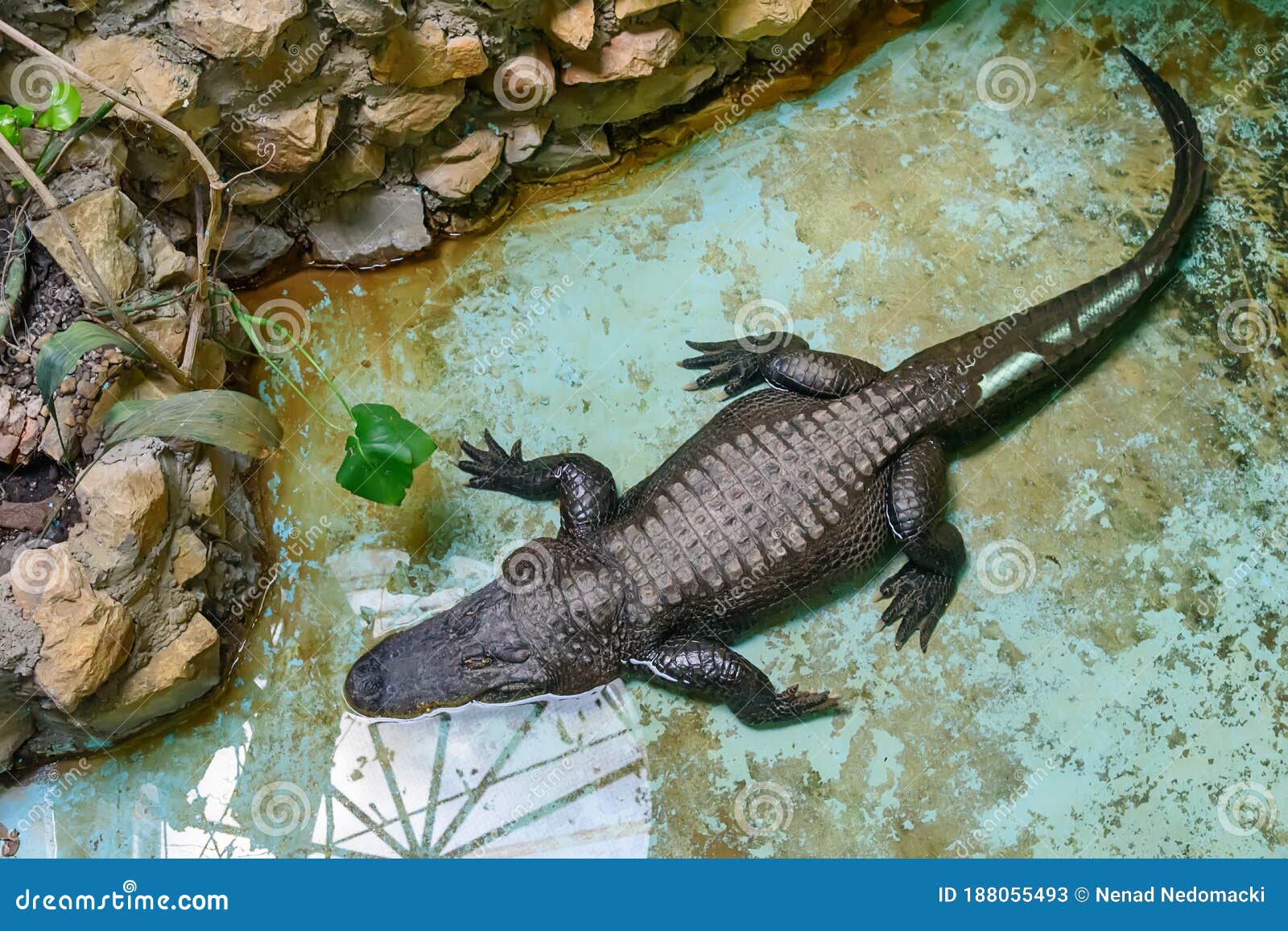 A Crocodile in the pool stock image. Image of mouth - 188055493
