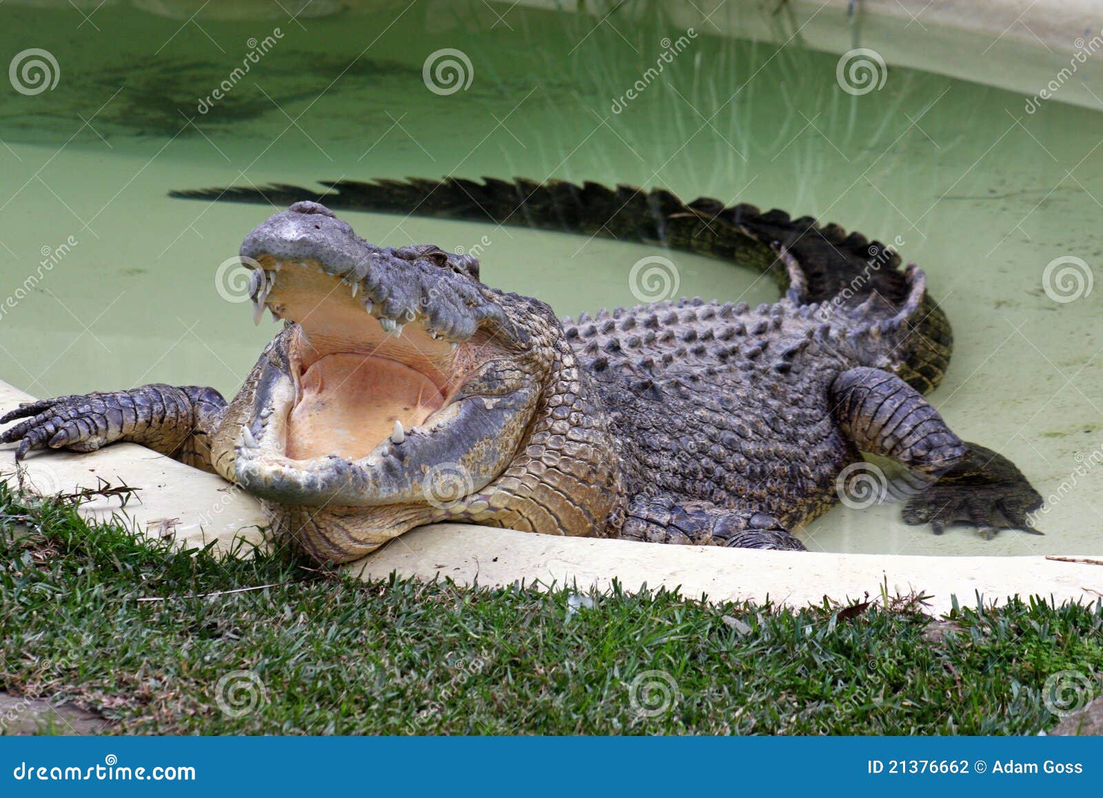 Crocodile Pool. stock photo. Image of captive, cranky - 21376662