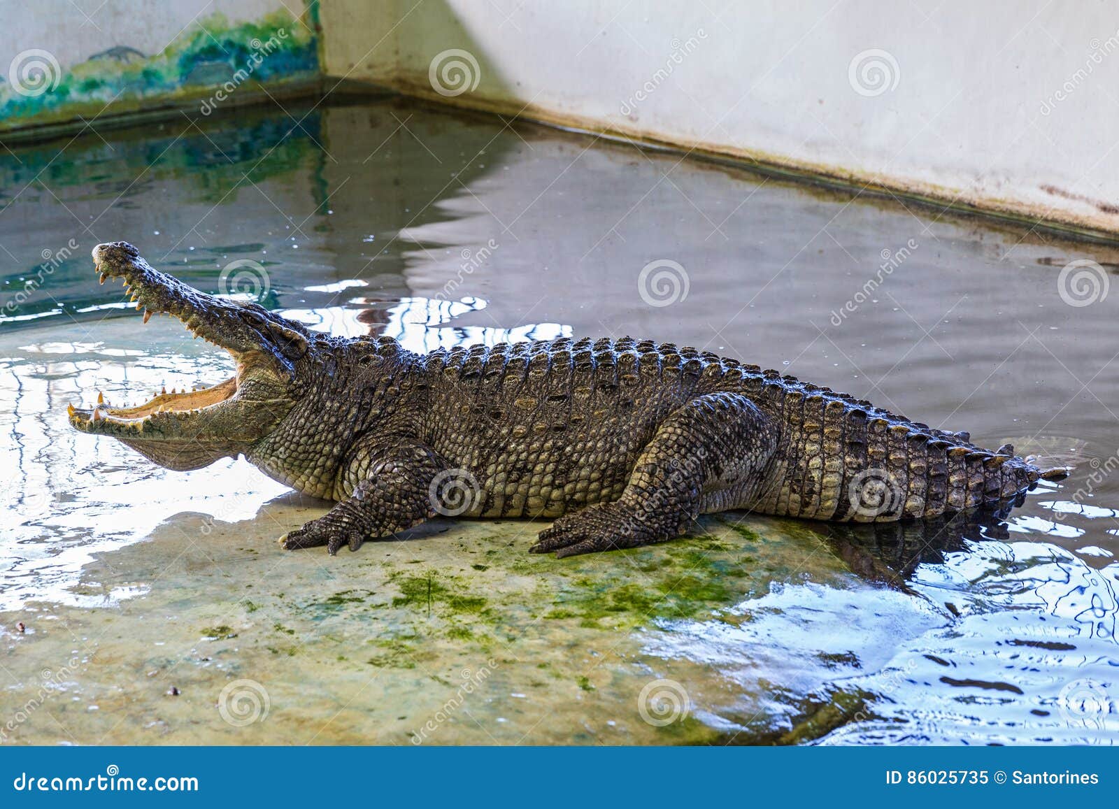 Crocodile in the pool stock image. Image of caiman, wild - 86025735