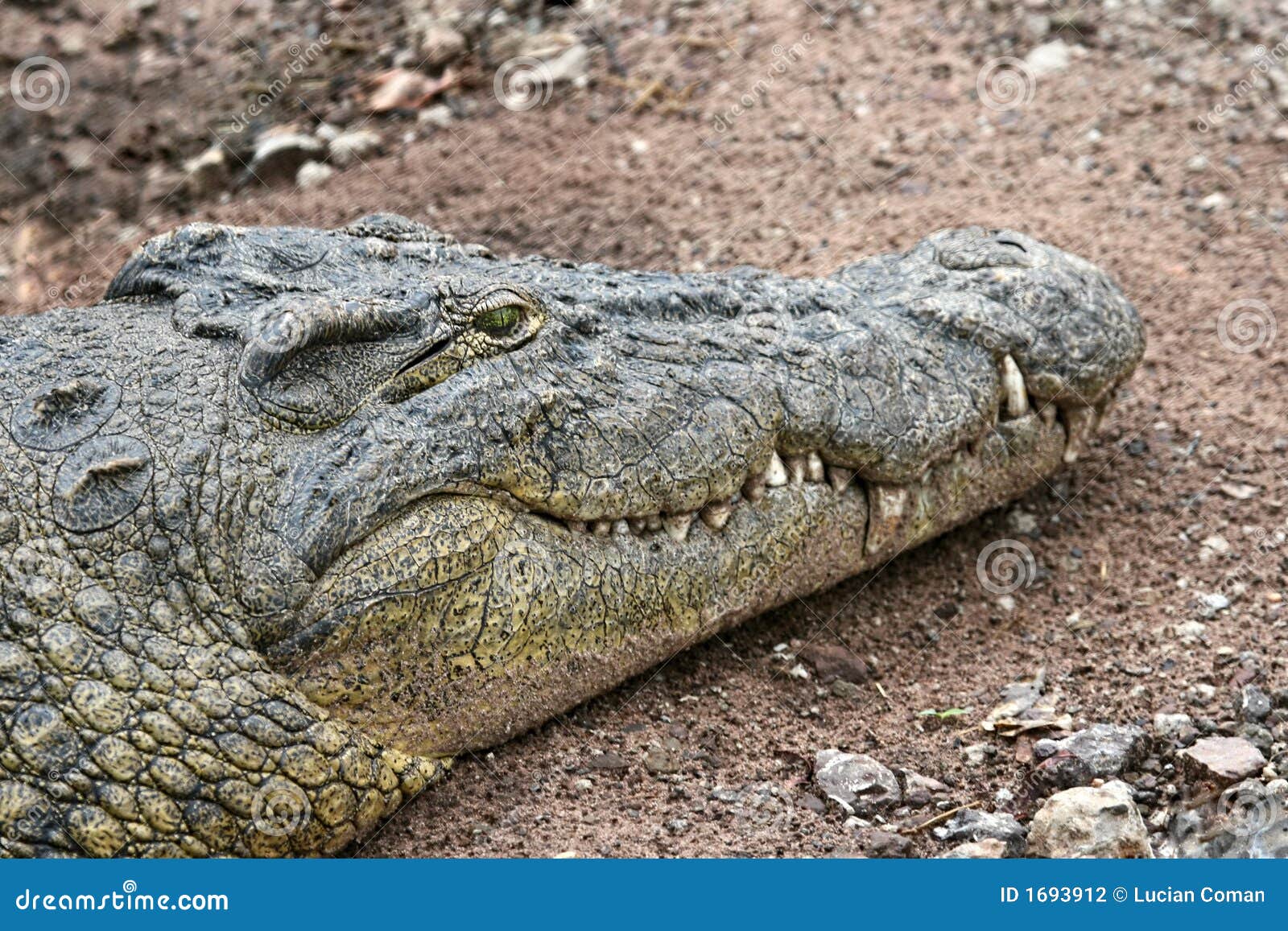 Crocodile portrait stock photo. Image of horizontal, carnivorous - 1693912