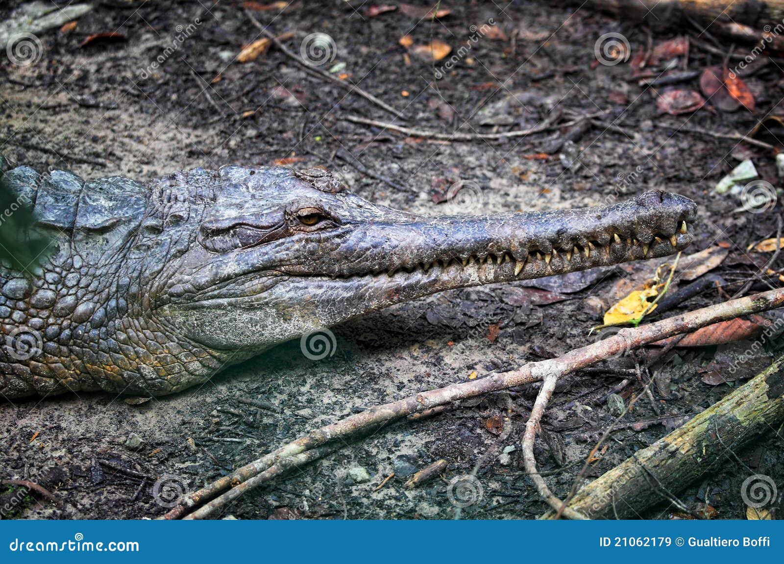 Crocodile portrait stock image. Image of mouth, danger - 21062179