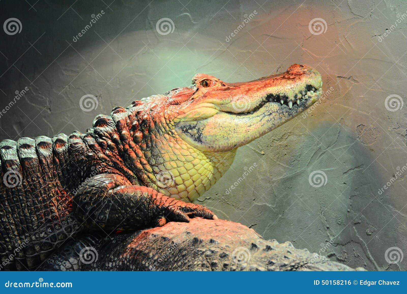 Crocodile stock photo. Image of colors, orange, bokeh - 50158216
