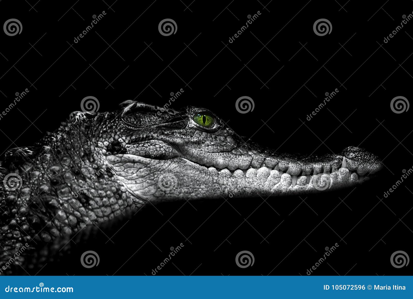 Crocodile: Portrait on a Black Stock Photo - Image of danger, predator ...