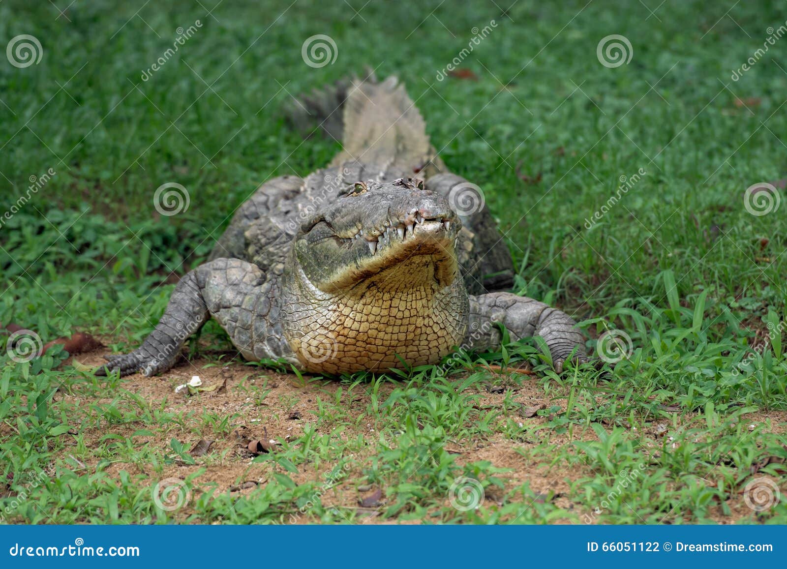 Crocodile Portrait stock photo. Image of crocodile, animal - 66051122