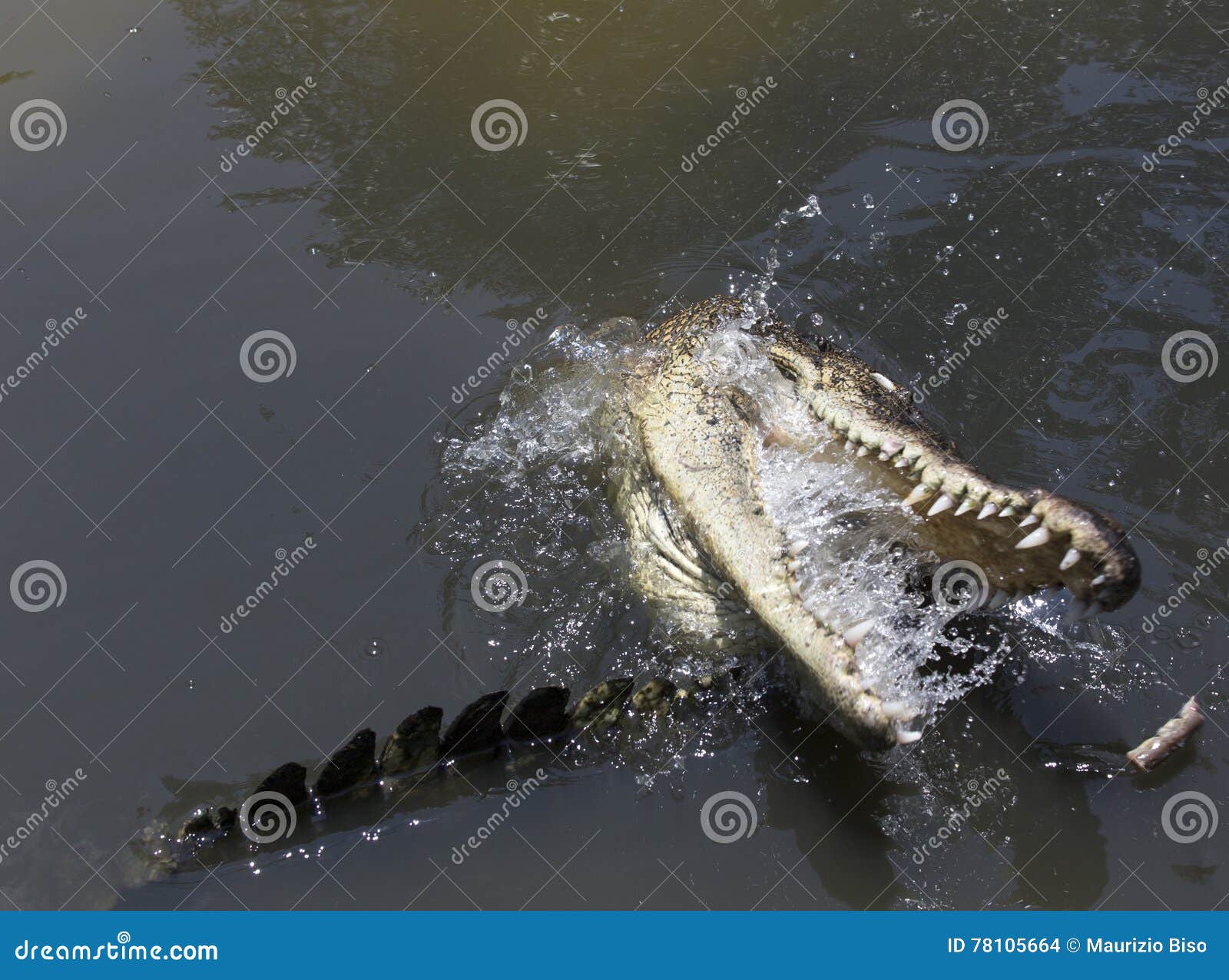 Crocodile Portrait Close Up Stock Photo - Image of hunter, fish: 78105664