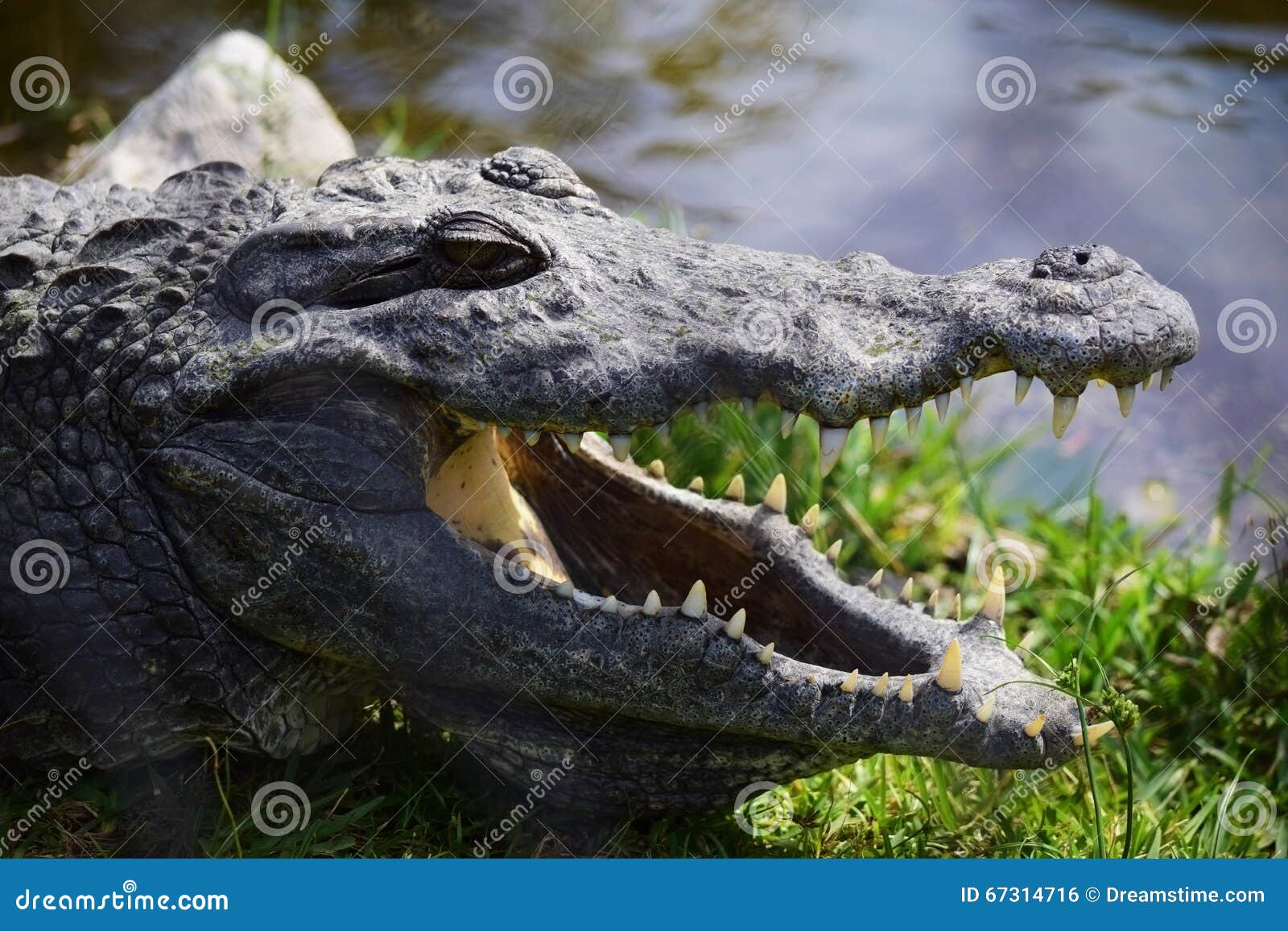 Crocodile Portrait stock photo. Image of hunter, crocodilian - 67314716