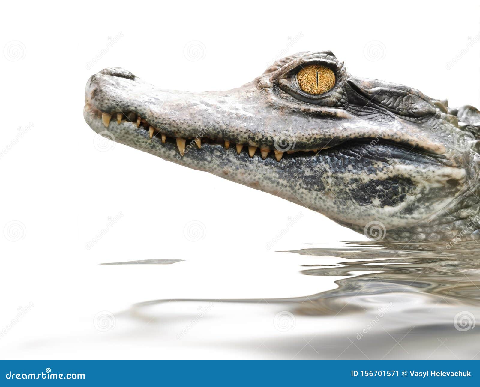 Crocodile Portrait Isolated on White Stock Image - Image of reptile ...