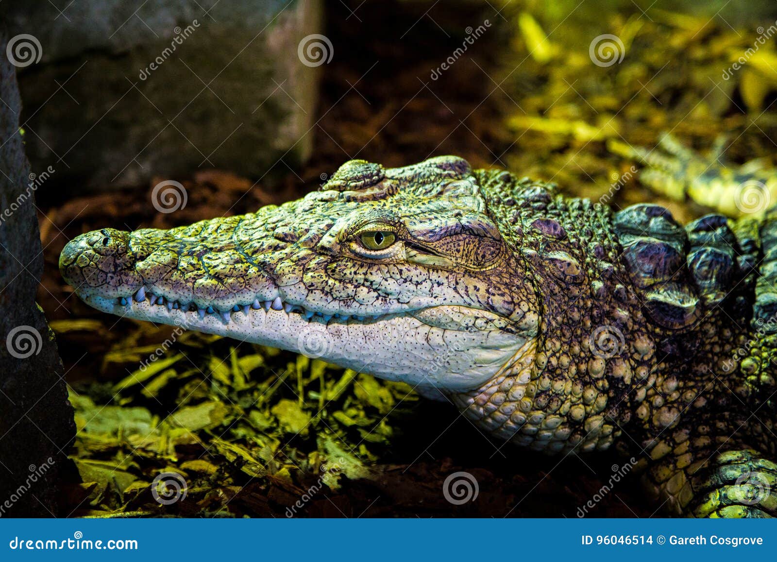 Crocodile portrait stock photo. Image of crocodile, looks - 96046514