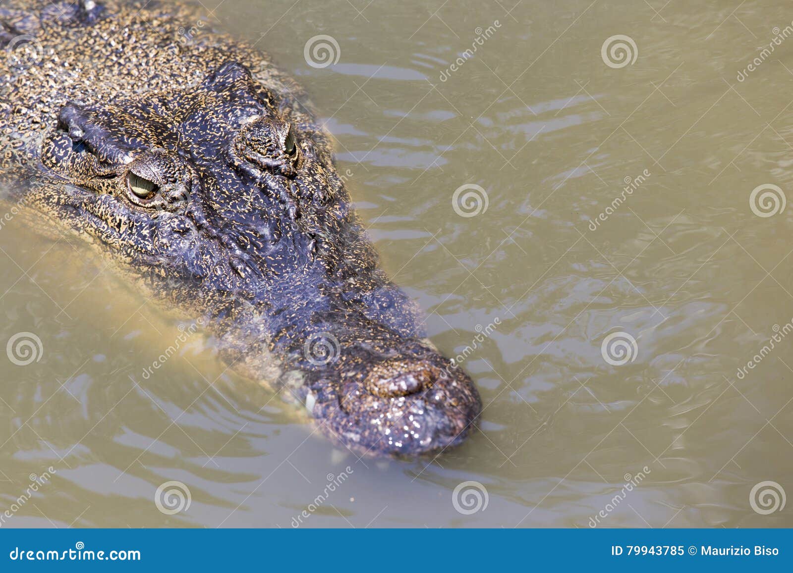 Crocodile portrait view stock image. Image of mouth, adult - 79943785