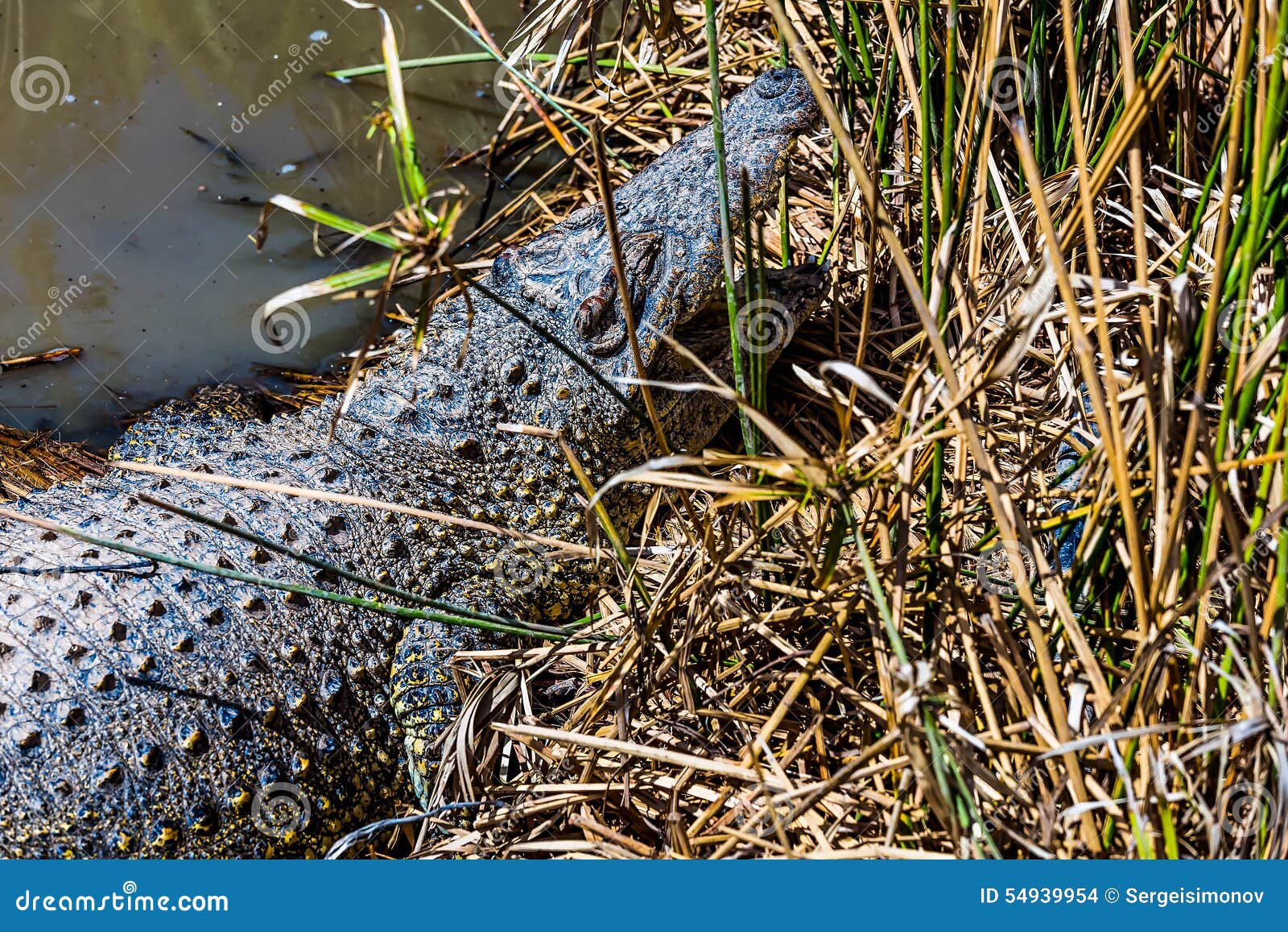 Crocodile on reed stock photo. Image of water, large - 54939954