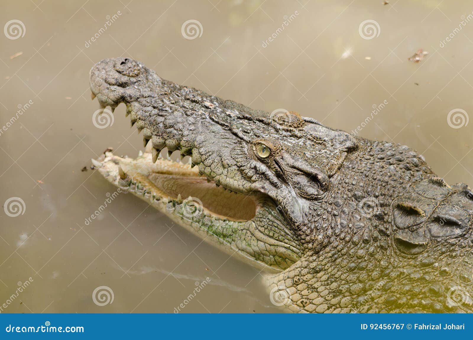 Crocodile stock image. Image of colors, skies, black - 92456767