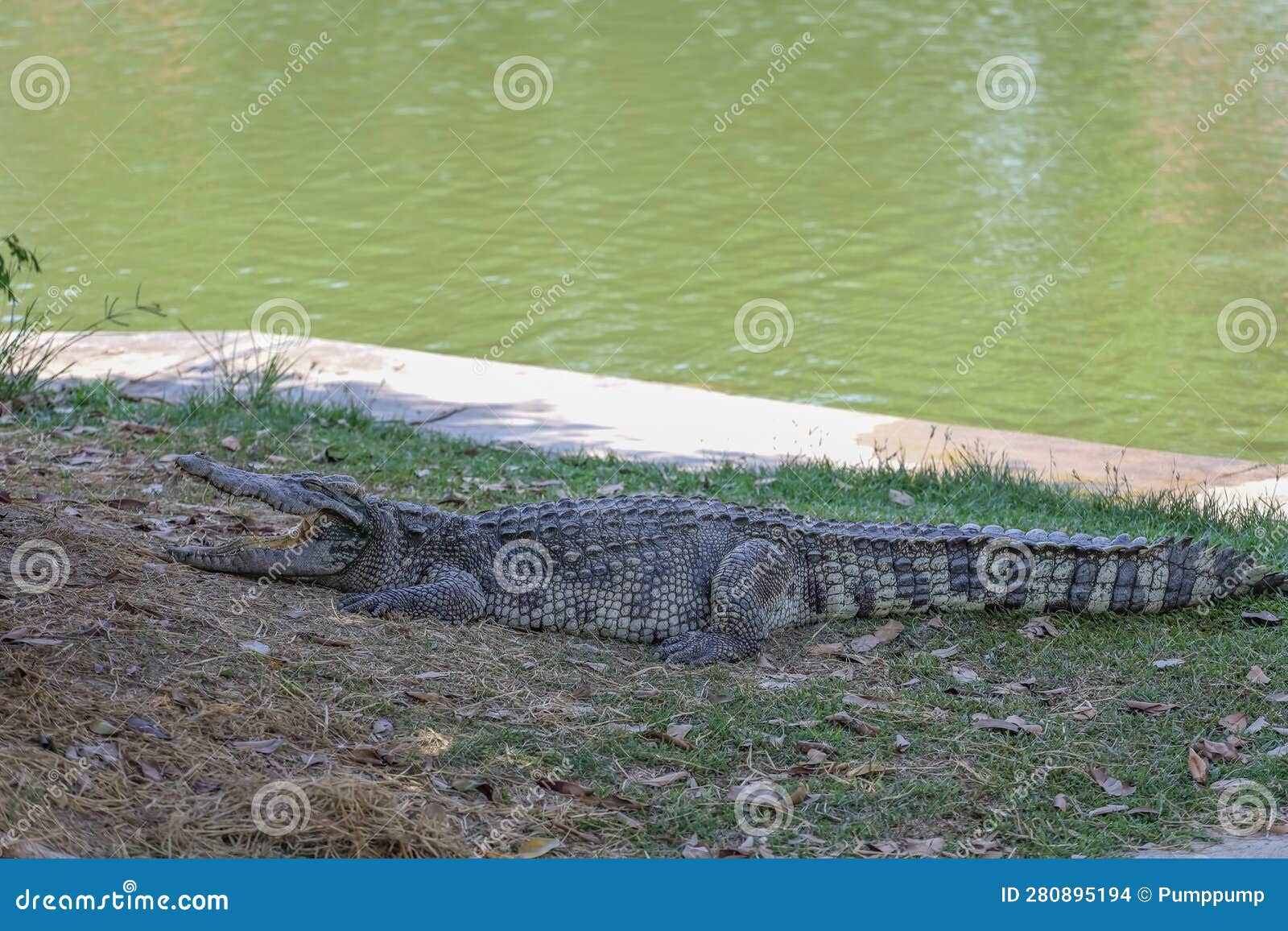 The Crocodile Rest on the Garden Stock Photo - Image of water, outdoors ...