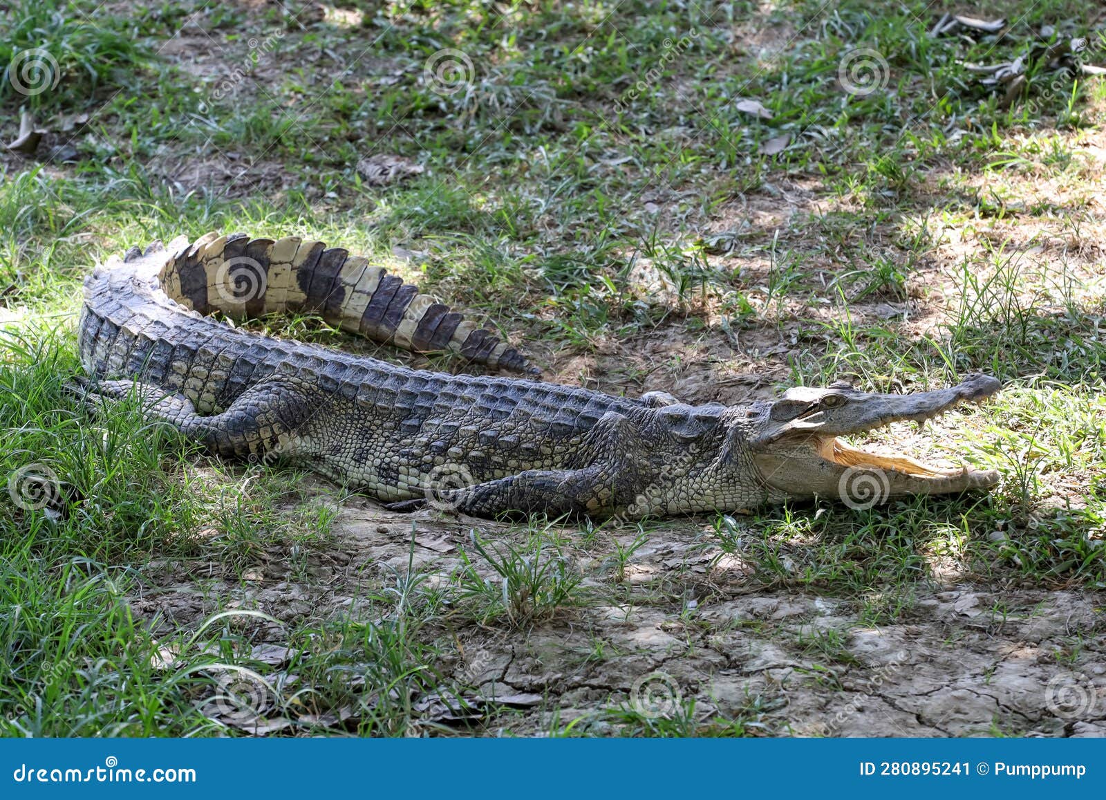 The Crocodile Rest on the Garden Stock Image - Image of green, wild ...