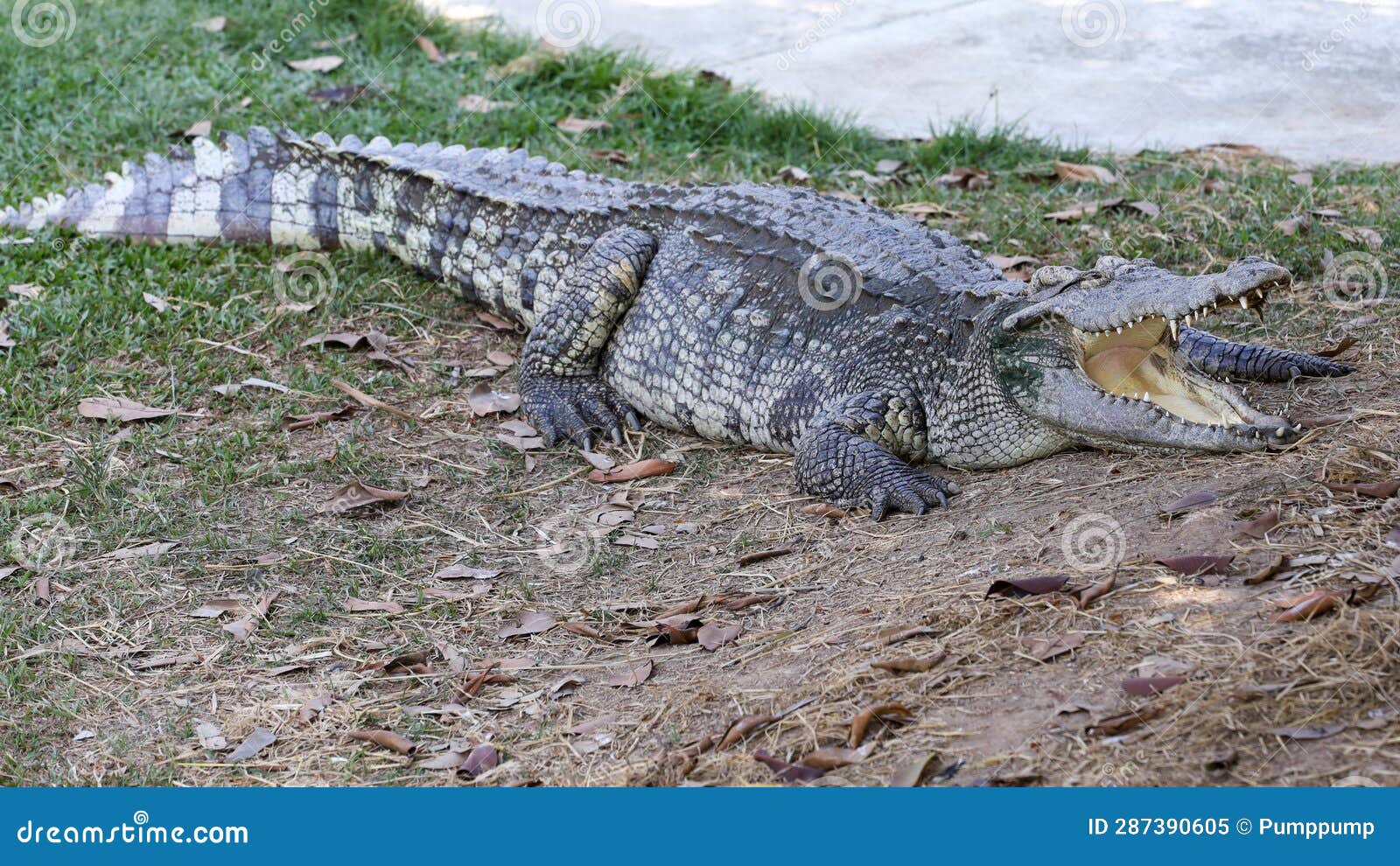 The Crocodile Rest on the Garden Stock Image - Image of wild, outdoors ...