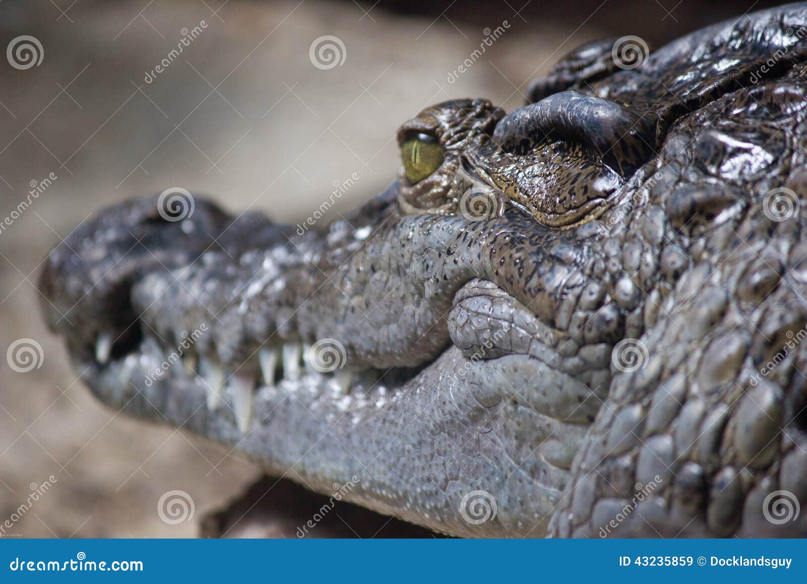 Crocodile at rest stock image. Image of rest, eyes, scales - 43235859