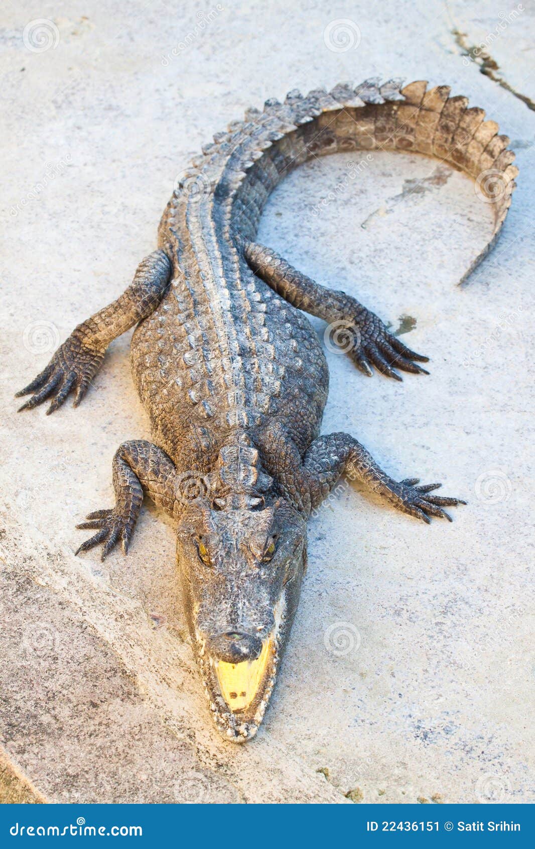 Crocodile resting stock image. Image of jaws, detail - 22436151