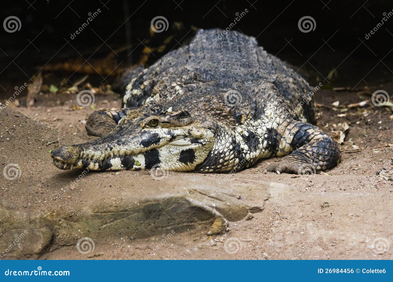 Crocodile resting stock photo. Image of animal, close - 26984456