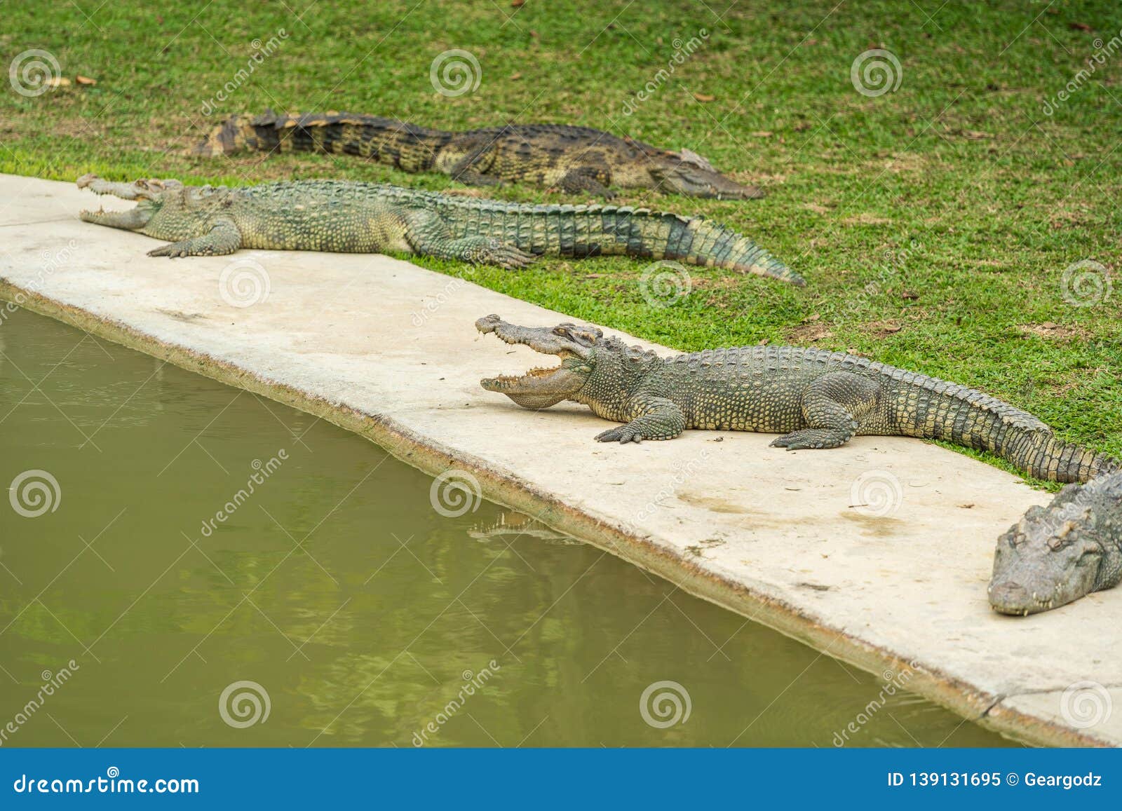 Crocodile resting stock image. Image of leather, powerful - 139131695