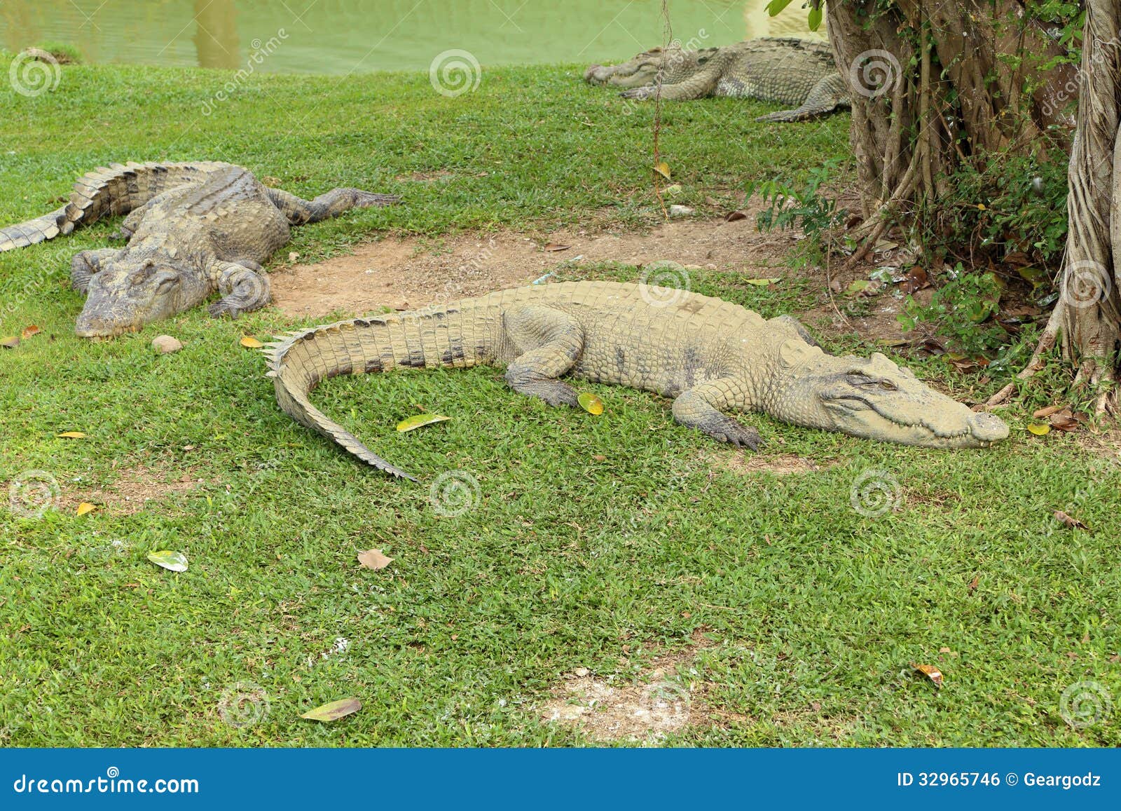 Crocodile resting stock photo. Image of africa, color - 32965746
