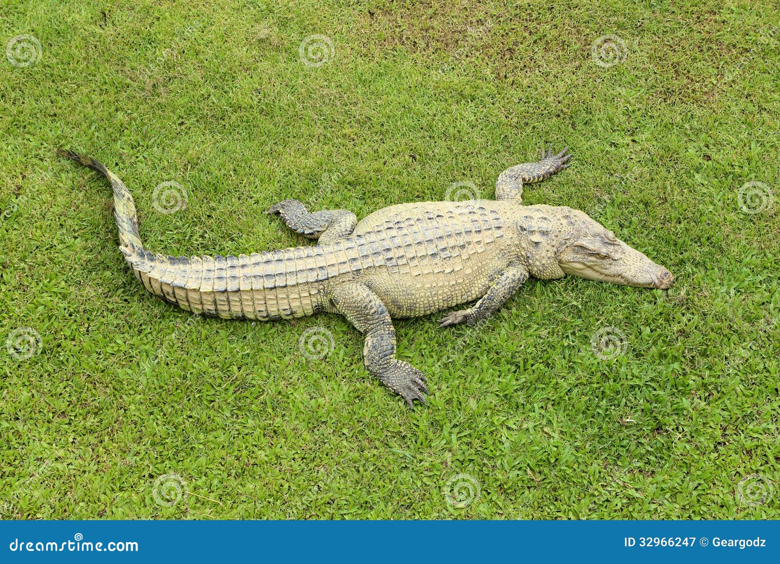 Crocodile resting stock image. Image of crocodylus, lake - 32966247