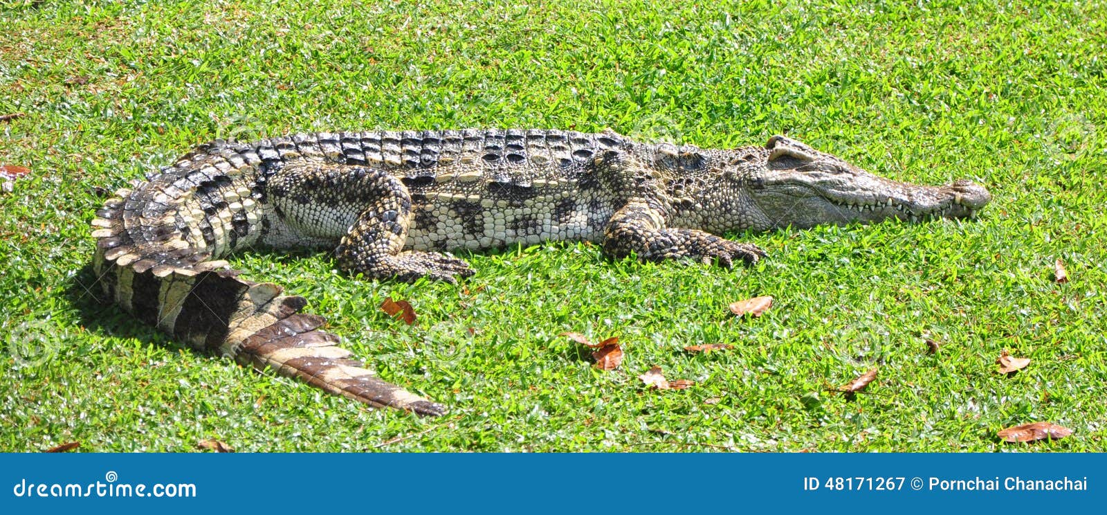 Crocodile resting stock image. Image of scales, rough - 48171267