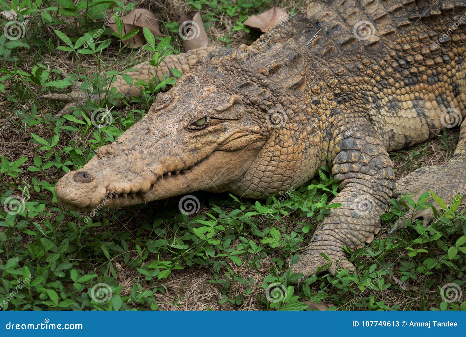 Crocodile Resting on the Grass in the Jungle. Stock Image - Image of ...