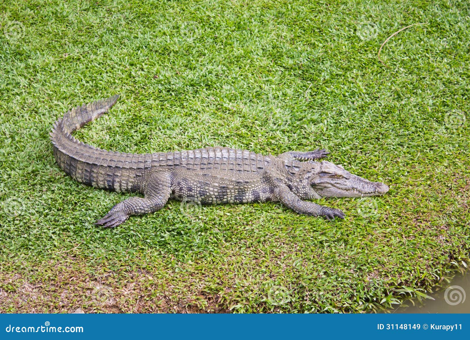 Crocodile Resting on the Grass Stock Image - Image of powerful ...
