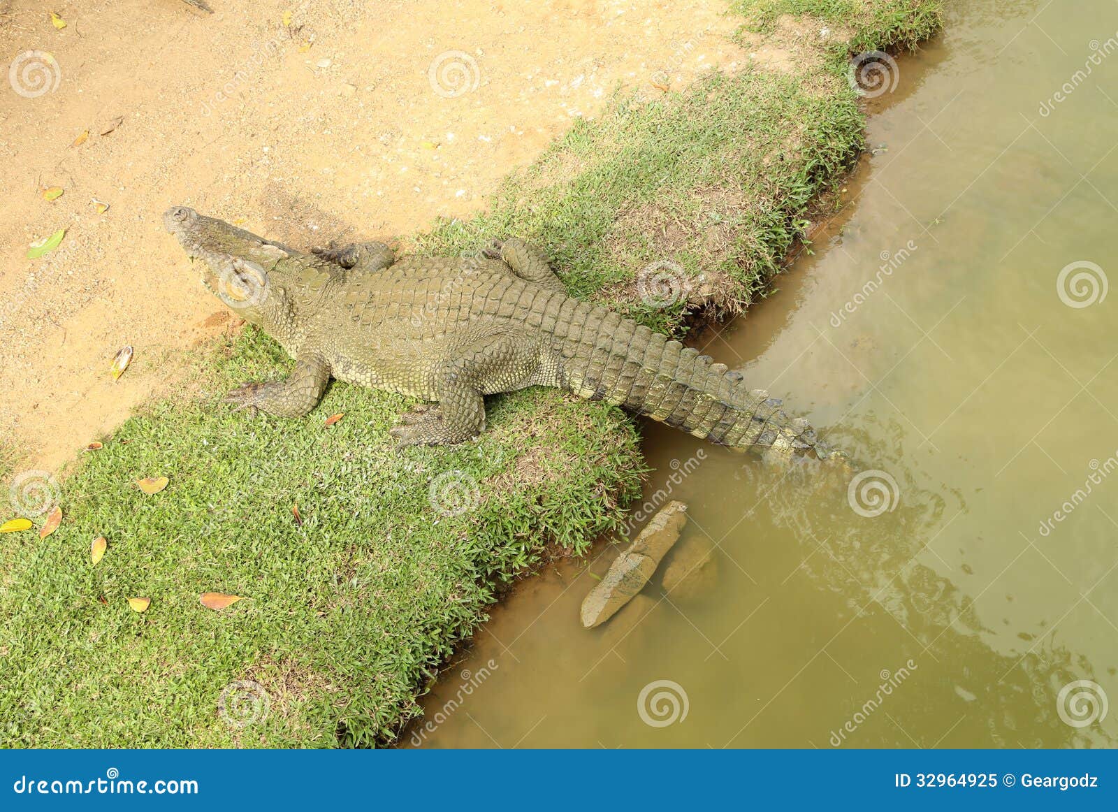 Crocodile Resting on the Grass Stock Image - Image of fear, natural ...