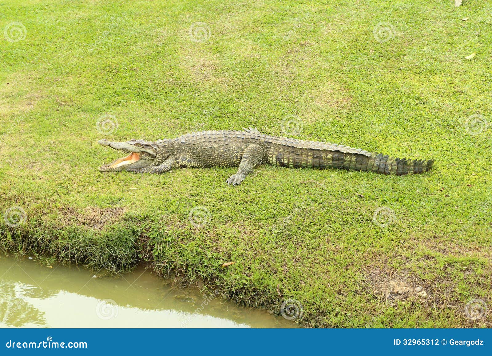Crocodile Resting on the Grass Stock Photo - Image of fear, park: 32965312
