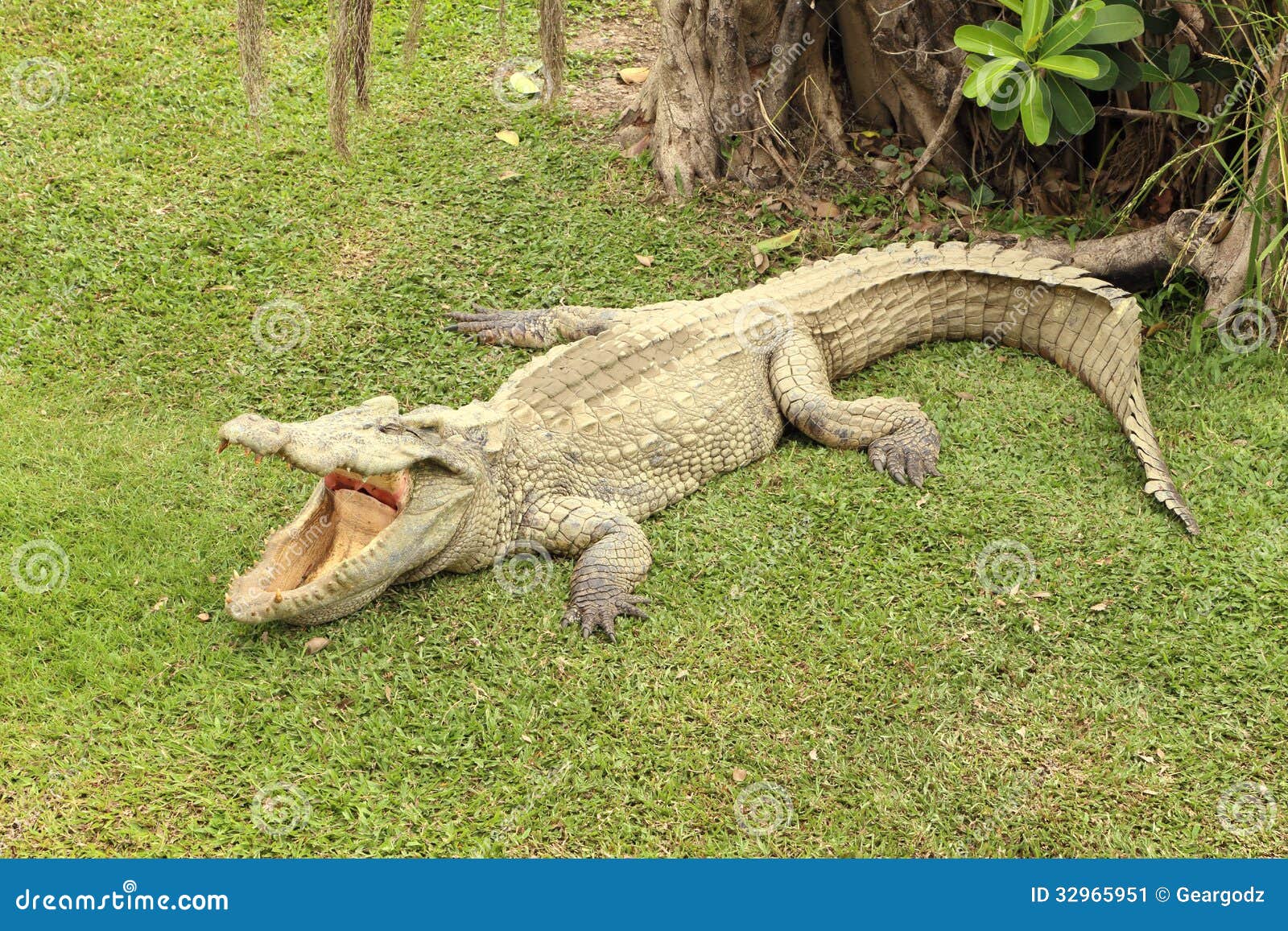 Crocodile Resting on the Grass Stock Image - Image of crocodile, green ...