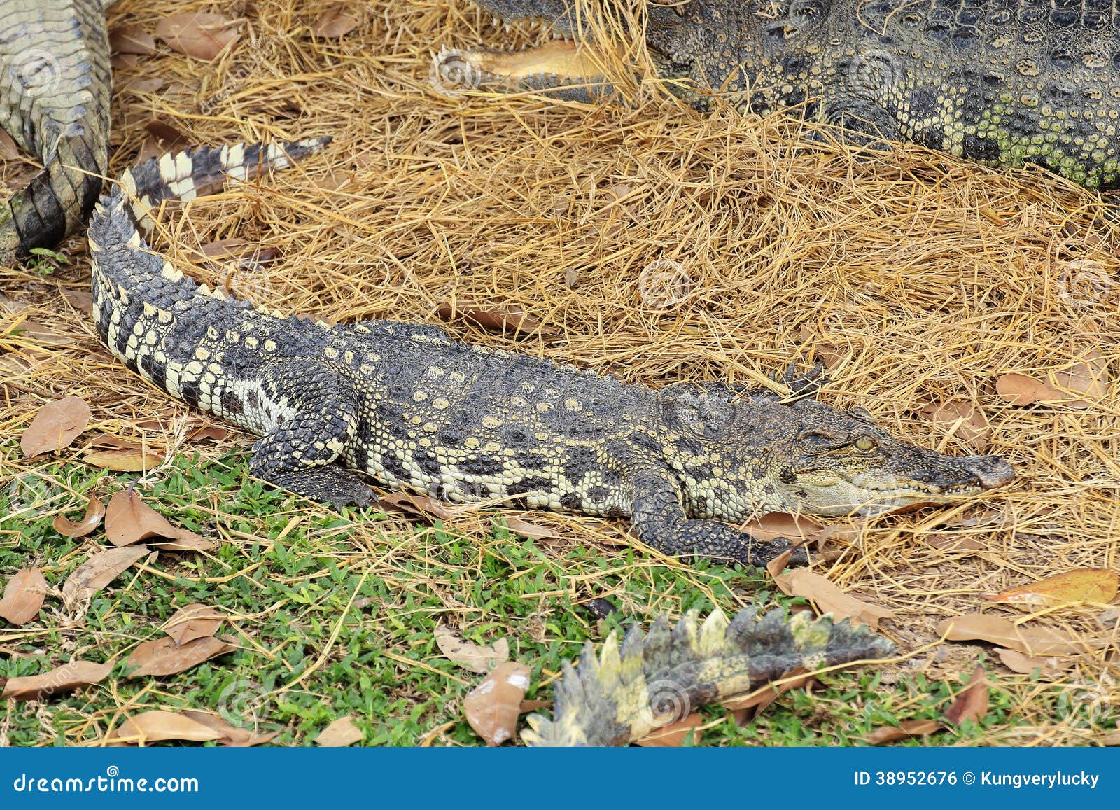 Crocodile resting stock photo. Image of tail, green, amphibian - 38952676