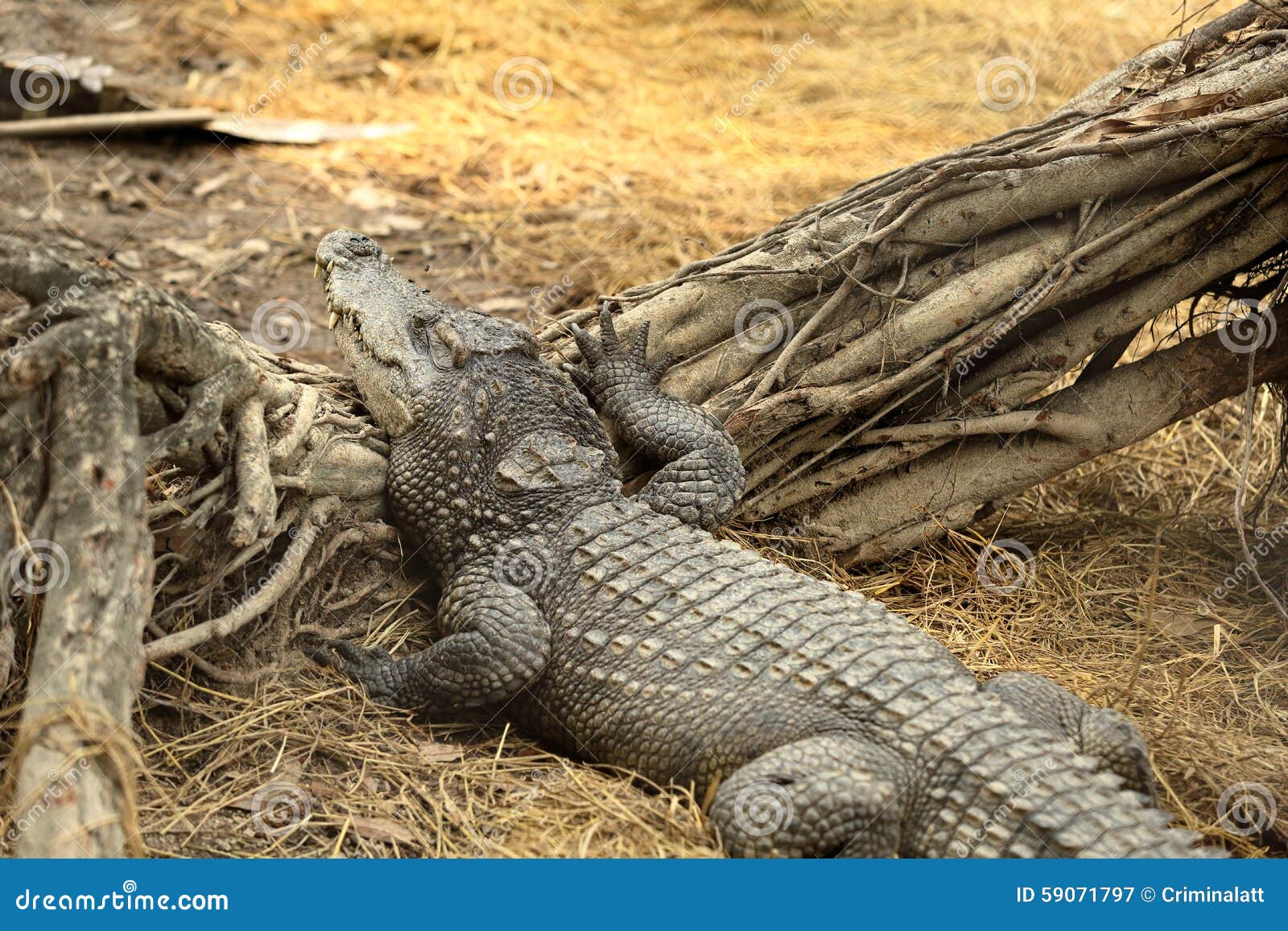 Crocodile Resting on Ground Stock Image - Image of wildlife, resting ...