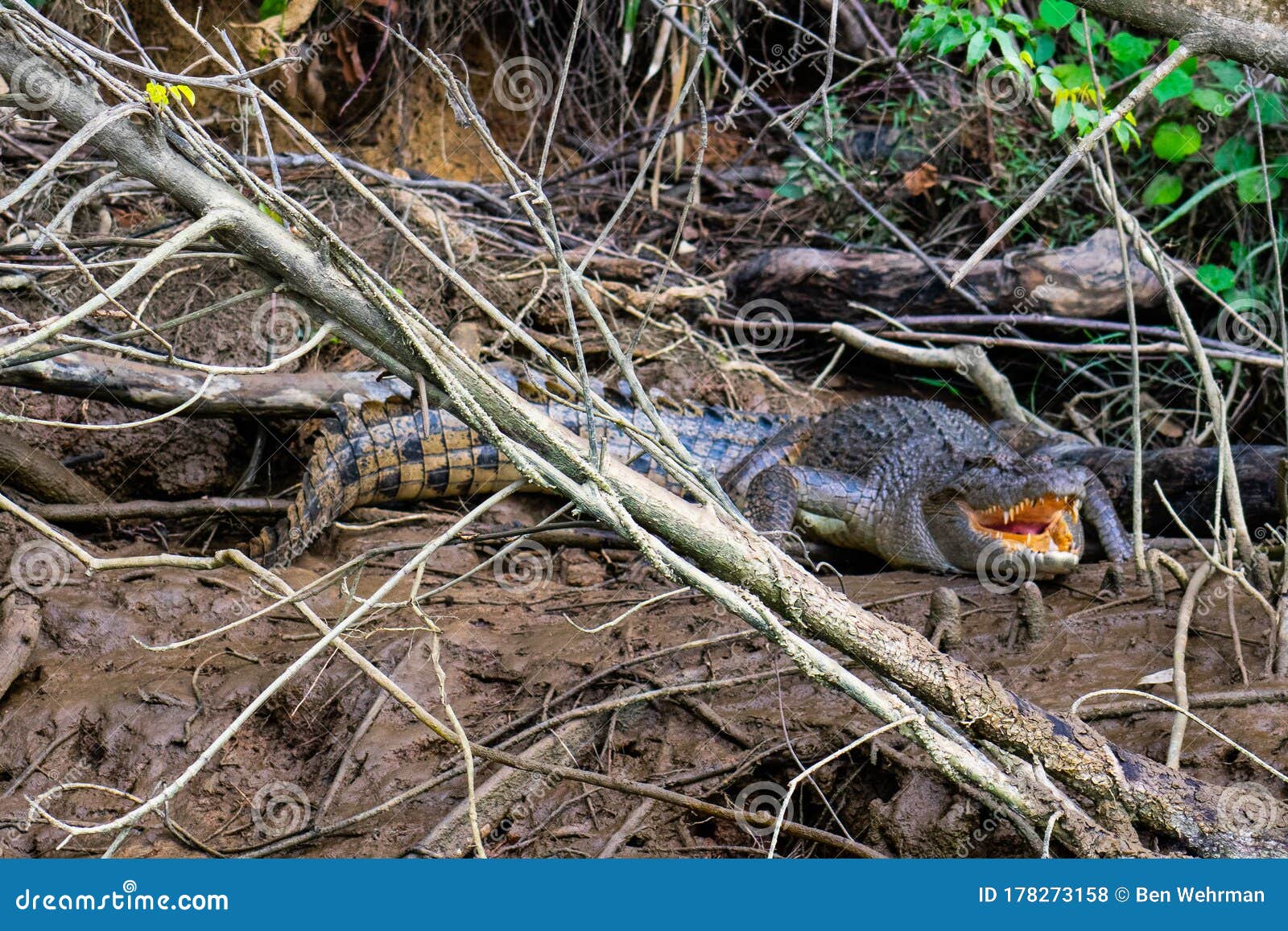 Crocodile Resting In Mud In Daintree Rainforest Stock Photo ...