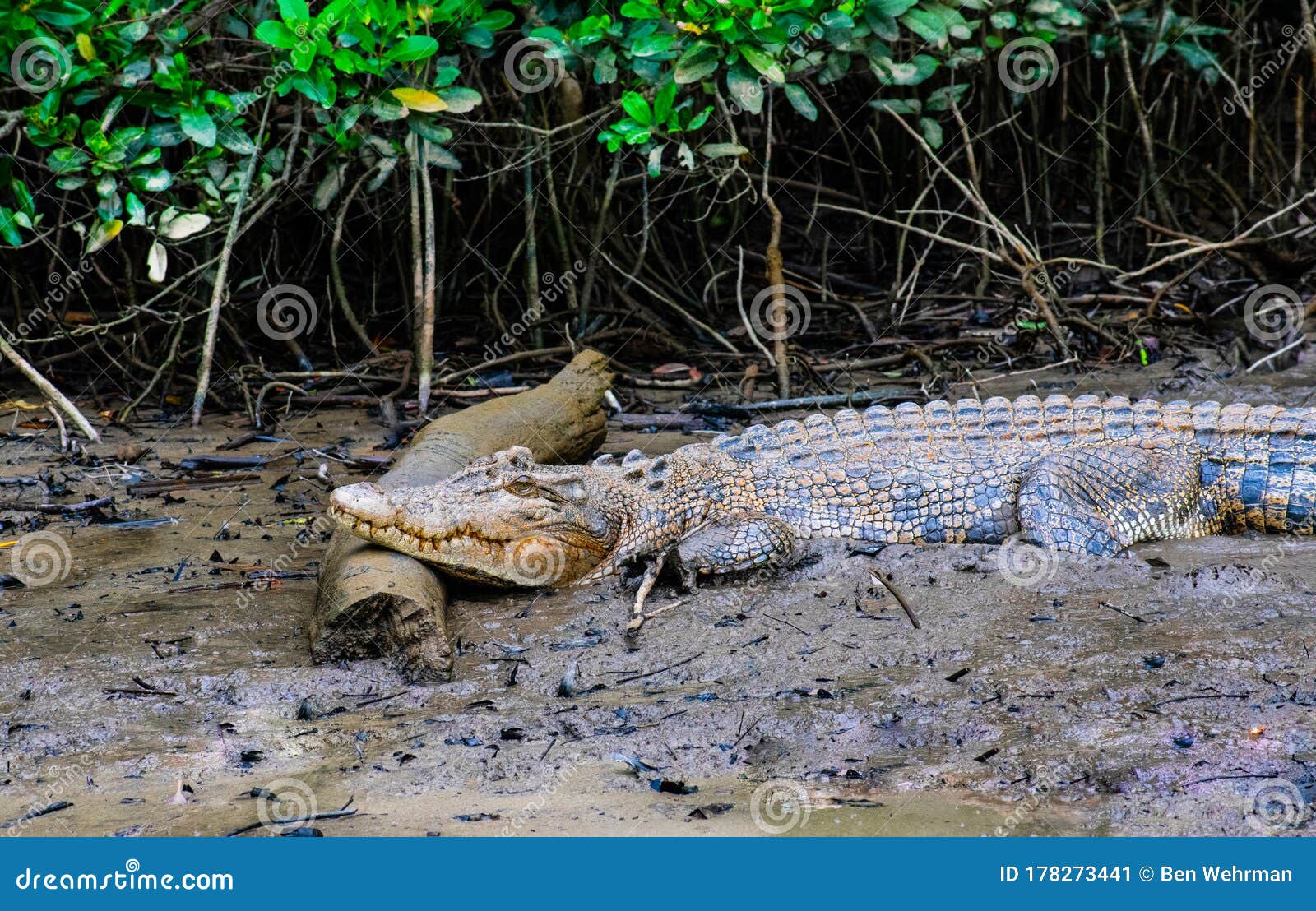 Crocodile Resting in Mud in Daintree Rainforest Stock Image - Image of ...