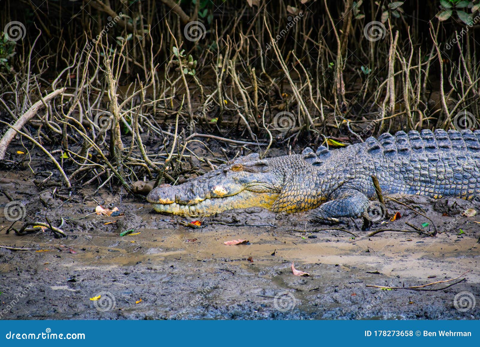 Crocodile Resting In Mud In Daintree Rainforest Stock Photography ...
