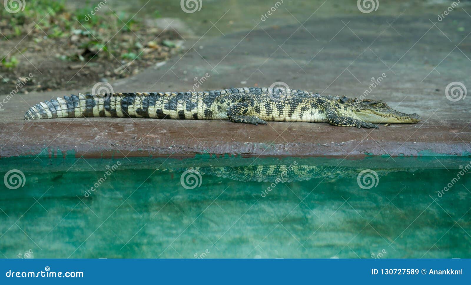 Crocodile Resting Near Water Stock Image - Image of alligator, asia ...