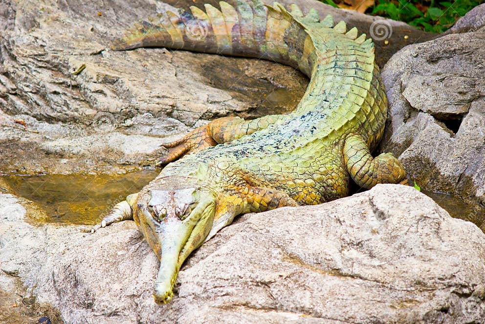 Crocodile stock image. Image of portrait, mouth, hunting - 31280657