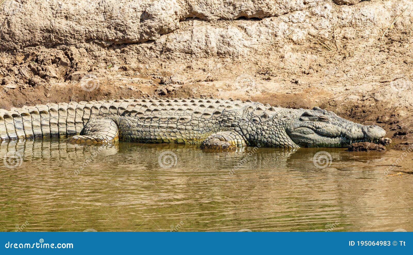 Crocodile Resting On The Grass In The Jungle. Royalty-Free Stock ...