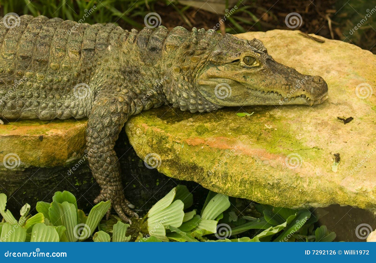 Crocodile resting on rock stock photo. Image of rocks - 7292126