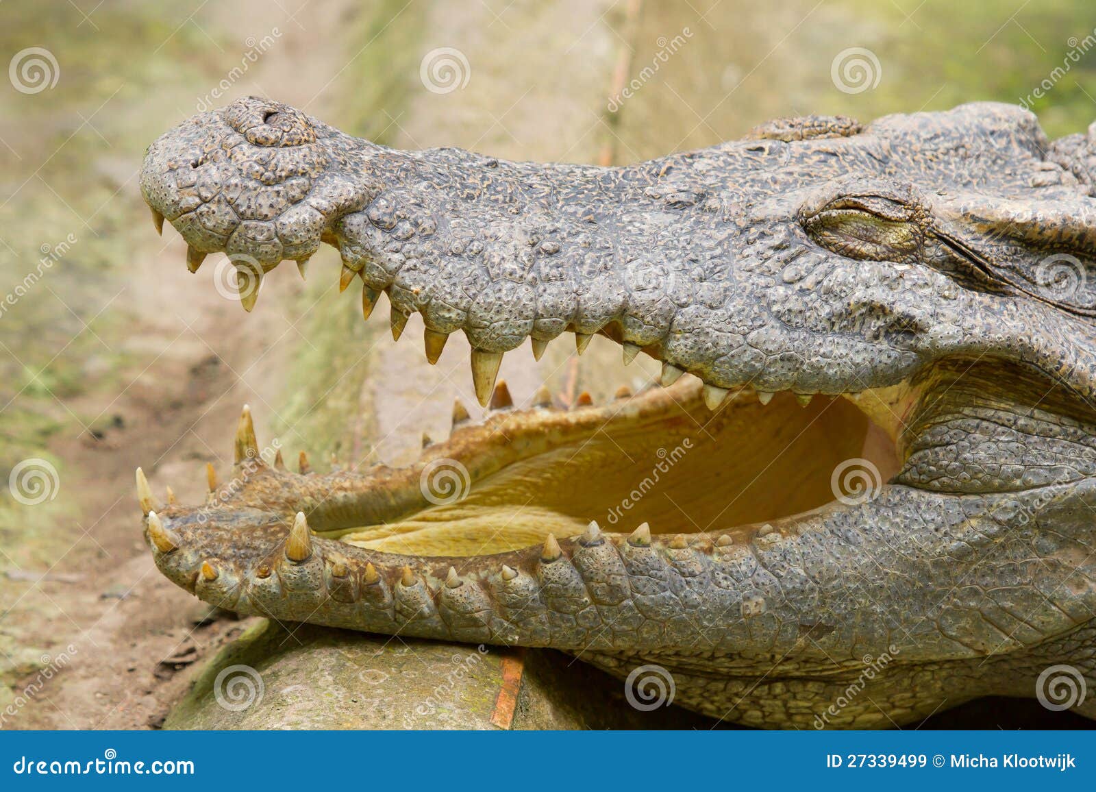 Crocodile Resting in the Sun Stock Image - Image of nature, green: 27339499