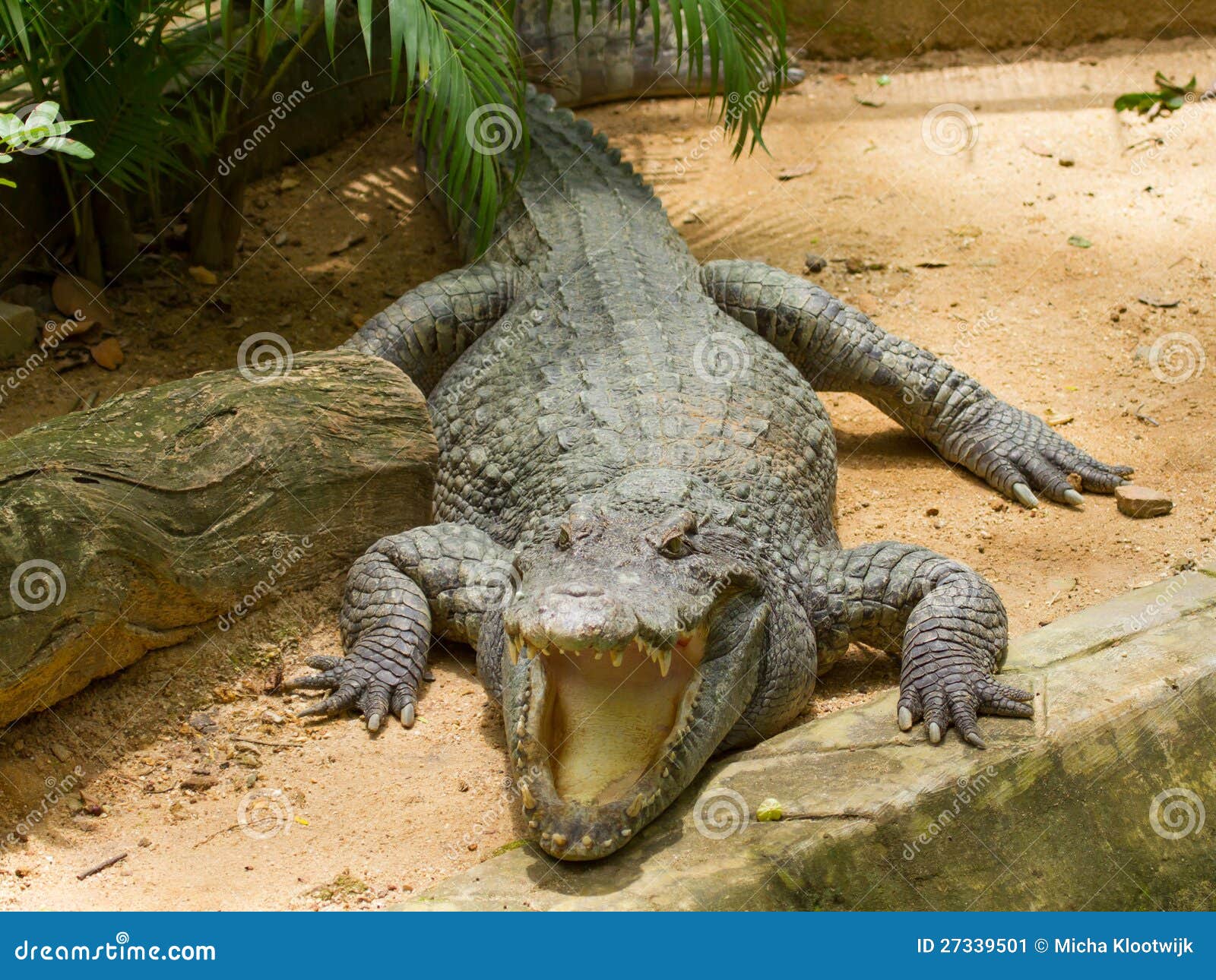 Crocodile Resting in the Sun Stock Image - Image of tropical, reptile ...