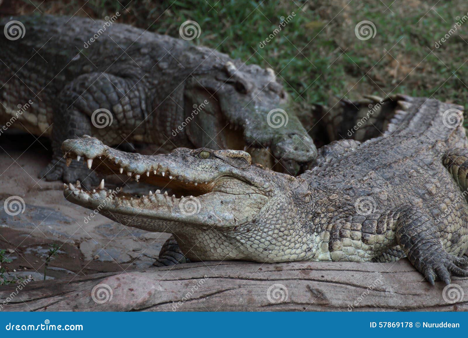 Crocodile Resting on the Timber Stock Photo - Image of large, animal ...